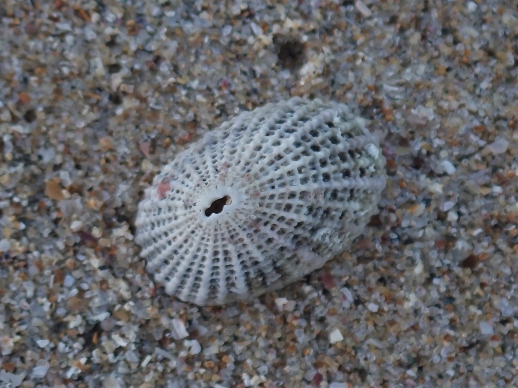 Diodora ticaonica from Hungry Head NSW 2455, Australia on June 13, 2021 ...
