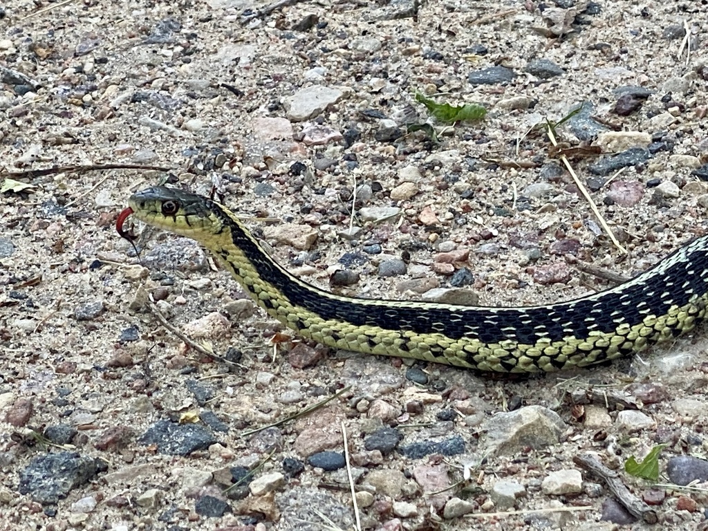 Common Garter Snake from Sky View Rd, Amherst Junction, WI, US on June ...