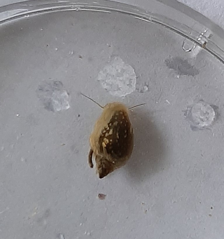 Physa from Macon County, IL, USA on June 12, 2021 at 03:07 PM by ...