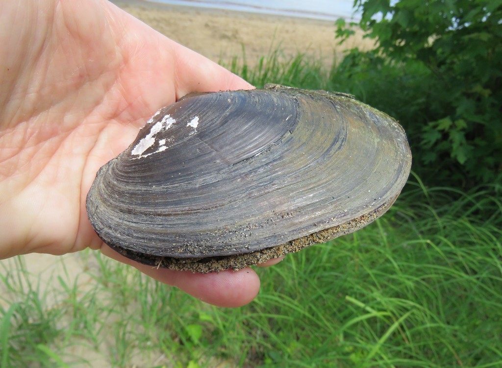 Pink Heelsplitter from Orléans, Ottawa, ON, Canada on June 13, 2021 at ...