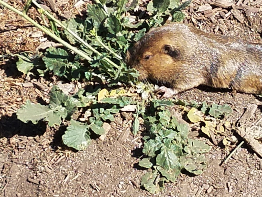 Botta's Pocket Gopher from Ventura County, CA, USA on June 13, 2021 at ...