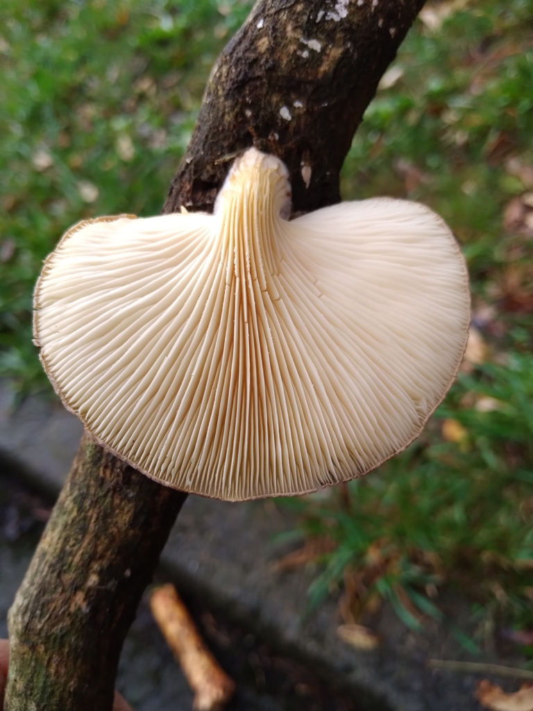 Brown Oyster Mushroom from Botanic Gardens, Magpie Lawn, Kelburn ...
