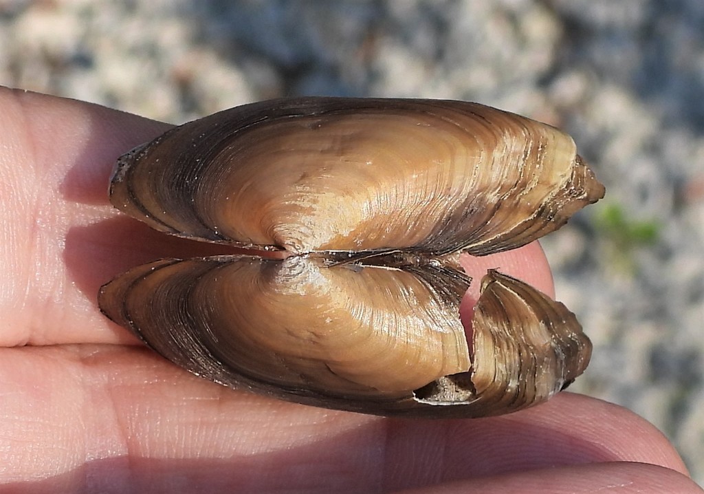 Cylindrical Papershell from Oliphant, ON N0H 2T0, Canada on June 10 ...