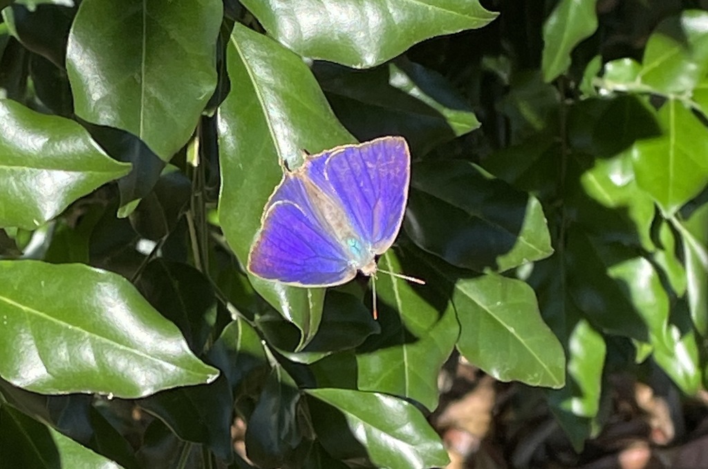Purple Oak-blue from Gladstone QLD, Australia on June 12, 2021 at 02:28 ...