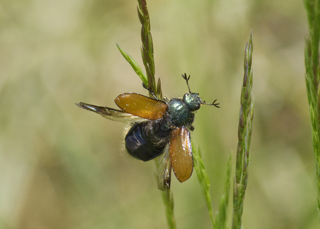 Garden Chafer from Kviberg, Göteborg, Sverige on June 12, 2021 at 02:15 ...