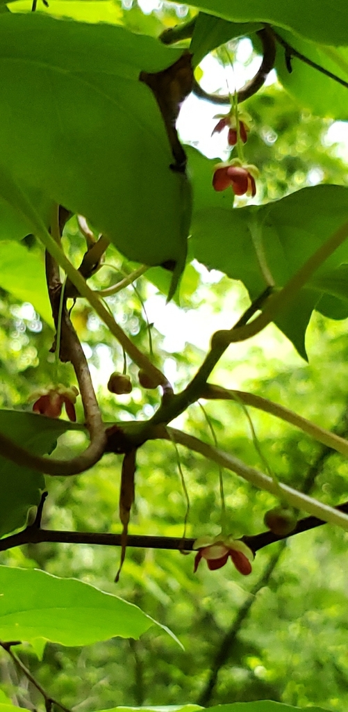 Bay Starvine in June 2021 by Darrel Brown. Growing in mesic hardwood ...