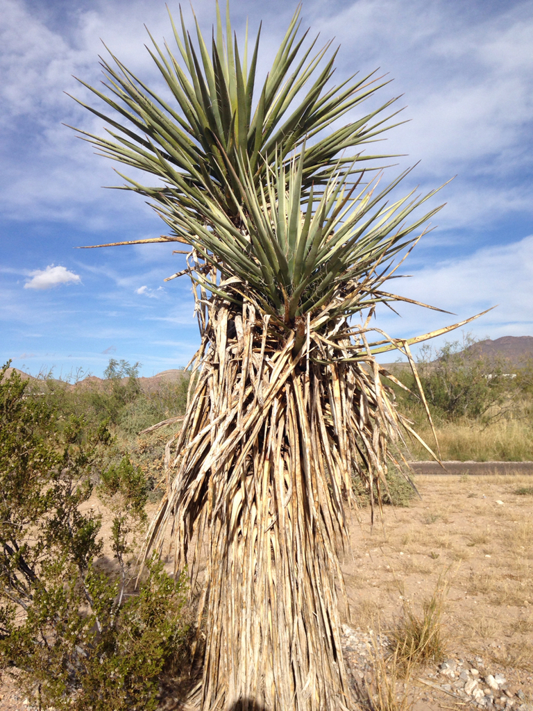 soaptree yucca from El Paso County, US-TX, US on November 15, 2014 at ...