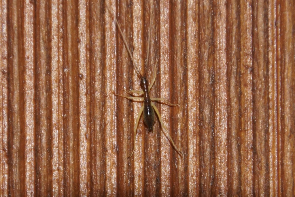 Two-spotted Tree Cricket from Watauga County, NC, USA on June 12, 2021 ...