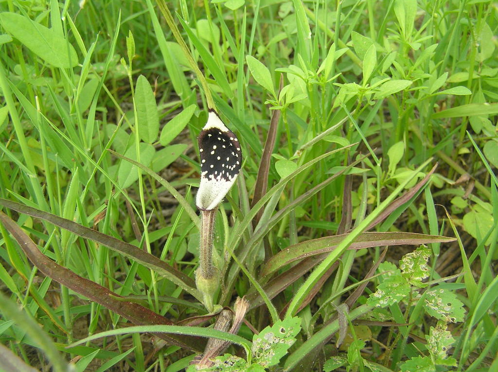 Swanflower from Bastrop County, US-TX, US on June 7, 2007 by Nicholas ...