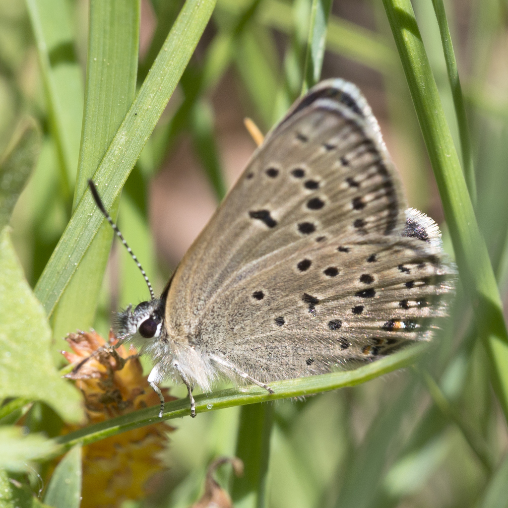 Greenish Blue (Yosemite National Park Butterfly Guide 🦋) · iNaturalist