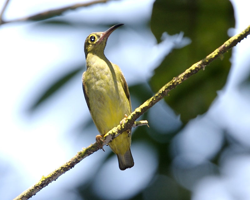 Spectacled Spiderhunter (Singapore guide to vertebrate animals ...