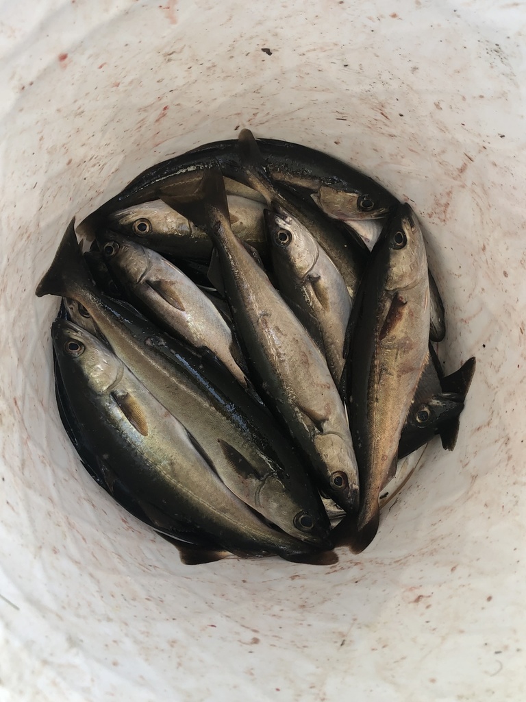 Pollock from Gulf of Maine, Vinalhaven, ME, US on 13 June, 2021 at 04: ...