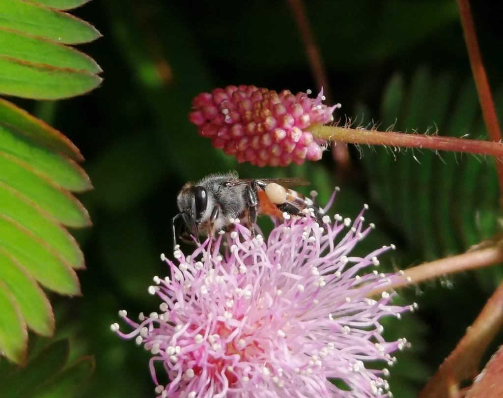 Red Dwarf Honey Bee from Opp Blk 757, Singapore on June 14, 2021 at 09: ...