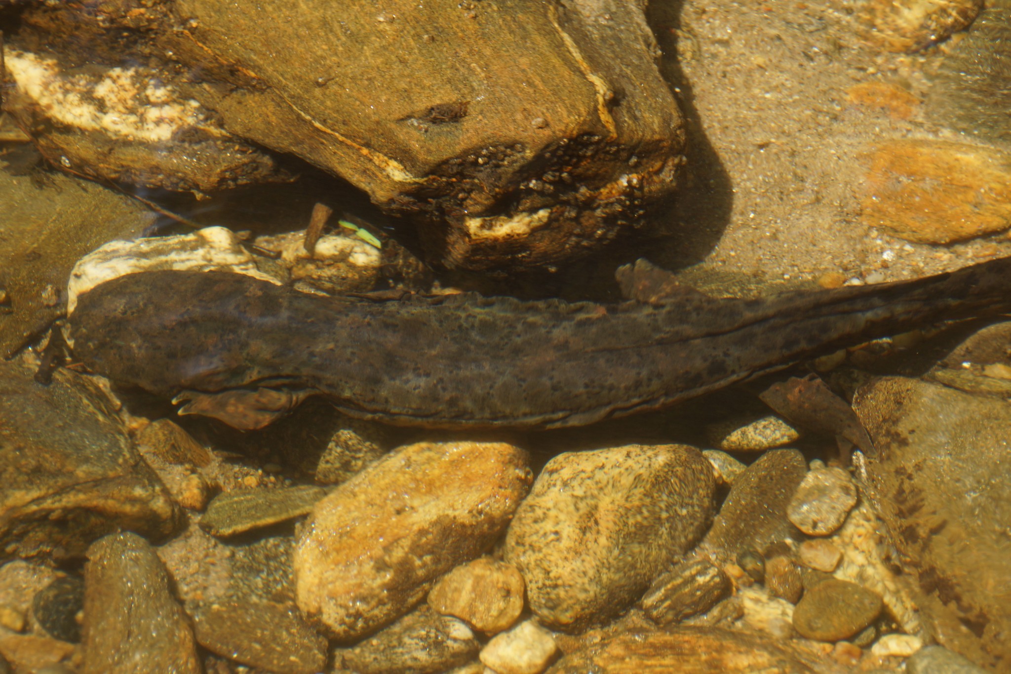 Cryptobranchus alleganiensis (Sonnini de Manoncourt & Latreille, 1801)