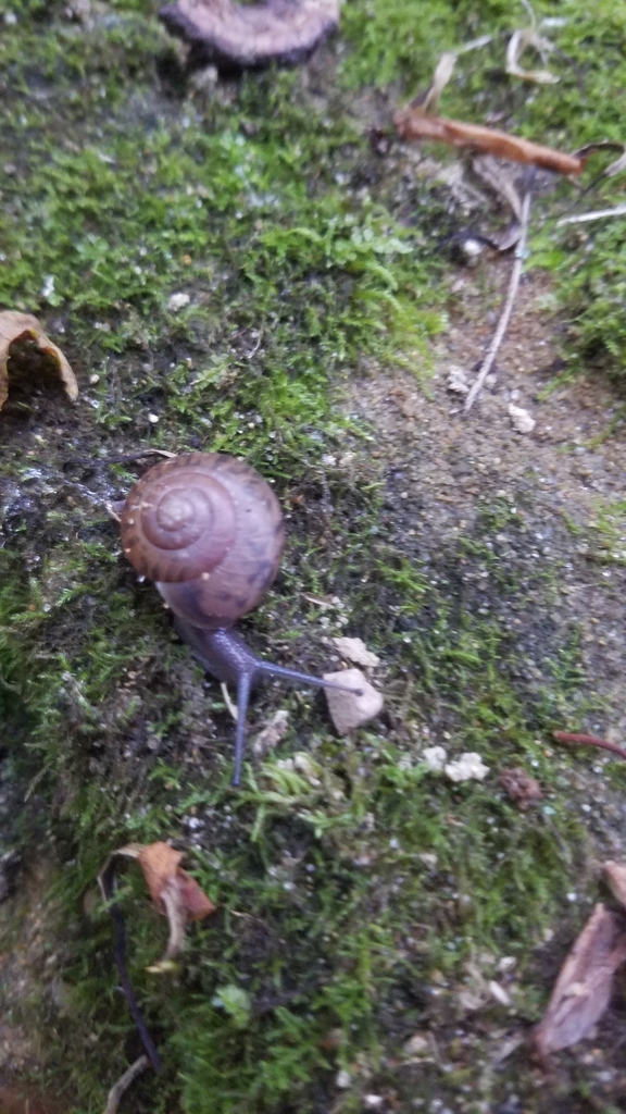 Polygyridae from Ross Biological Reserve- Purdue University on June 13 ...