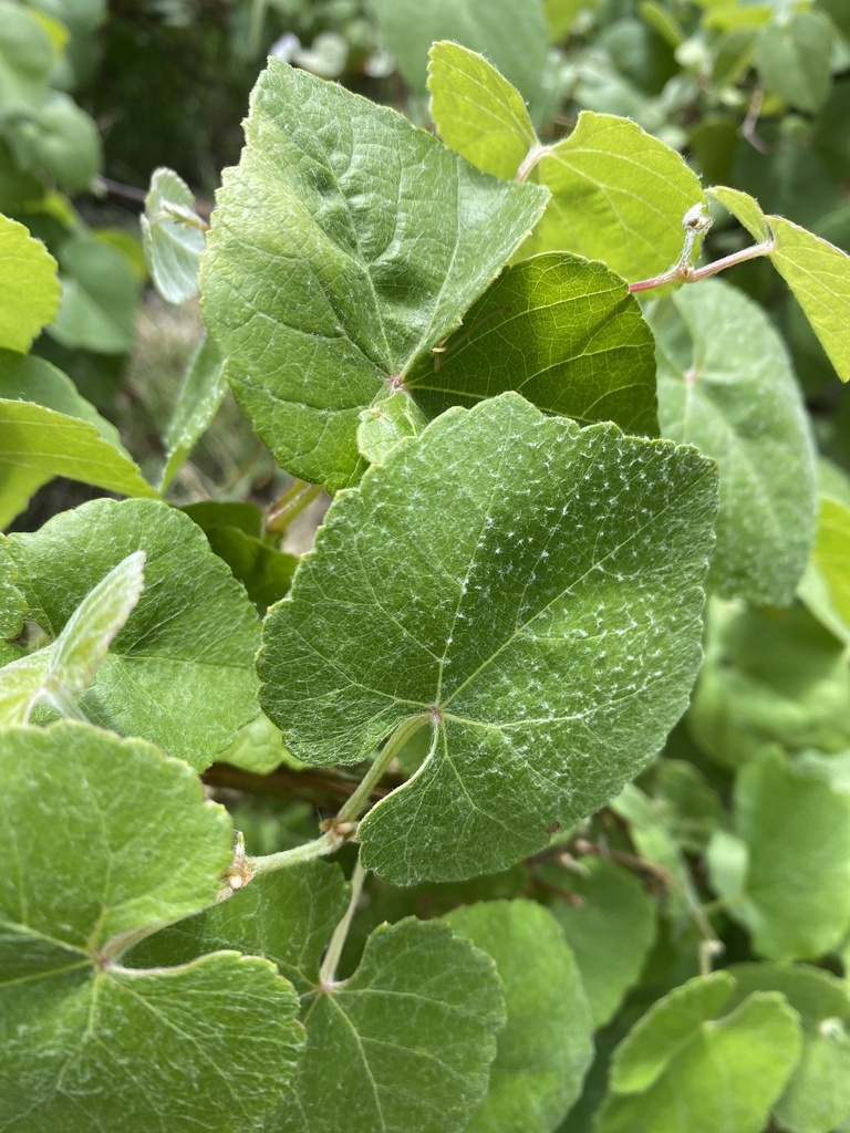 California wild grape from Colusa County, US-CA, US on June 12, 2021 at ...