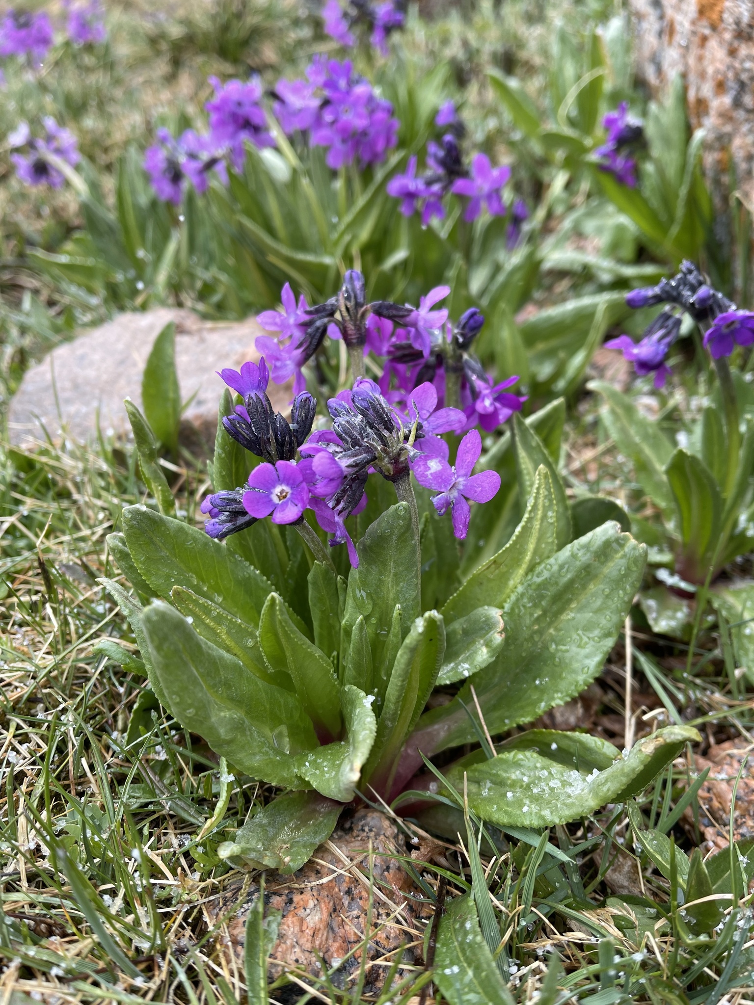 Primula nivalis Pall.