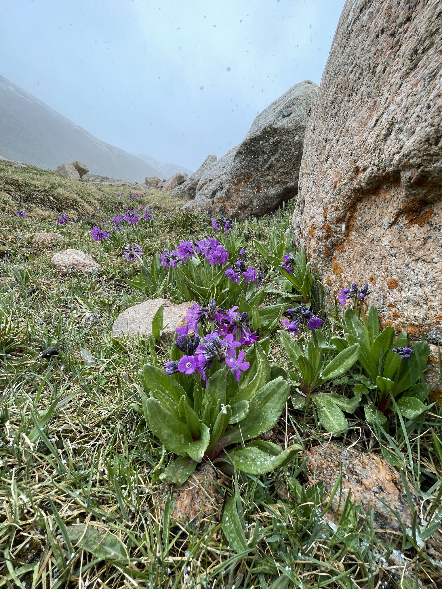 Primula nivalis Pall.