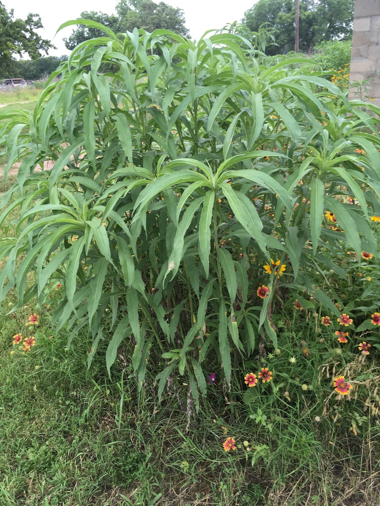 Maximilian sunflower from Glen Rose, TX, US on June 12, 2021 at 10:14 ...