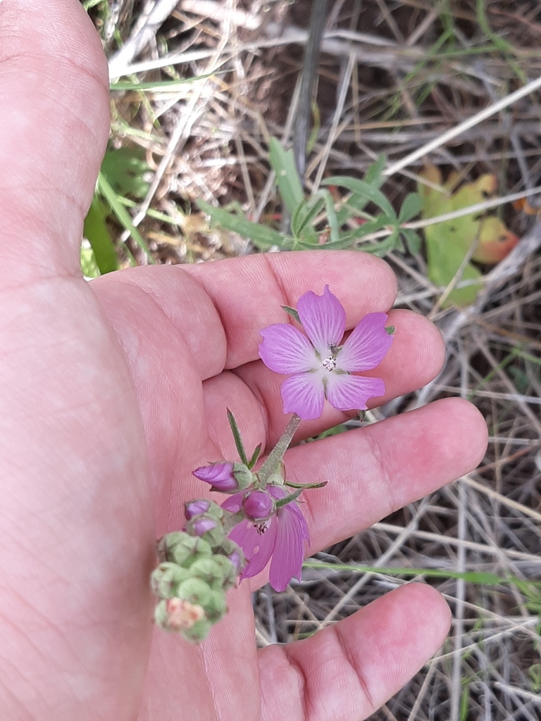 Oregon Checker-mallow from Umatilla County, US-OR, US on June 13, 2021 ...