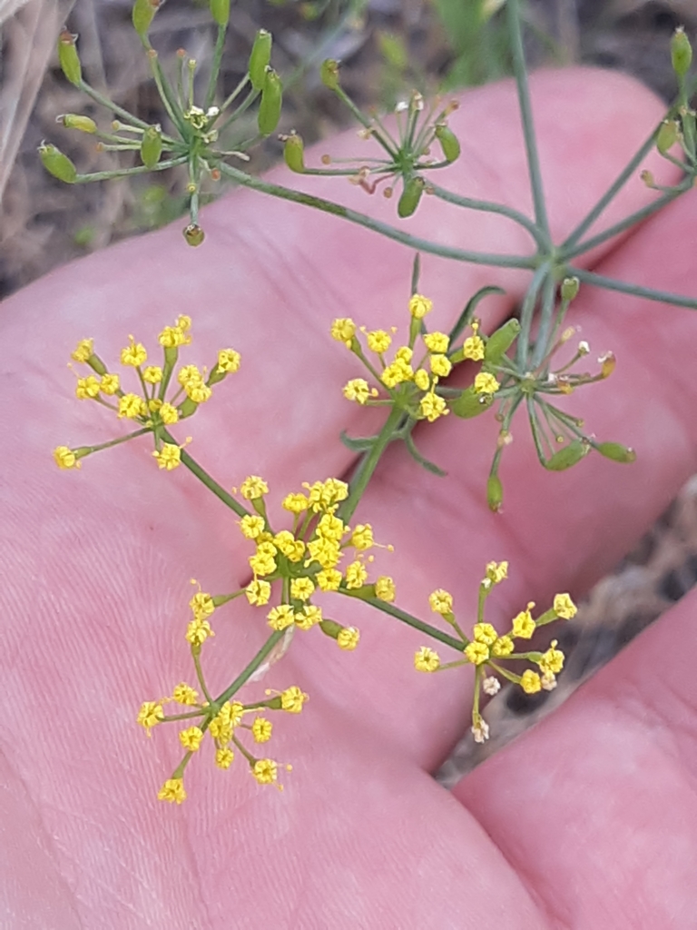 Apioideae from Umatilla County, US-OR, US on June 13, 2021 at 04:40 PM ...