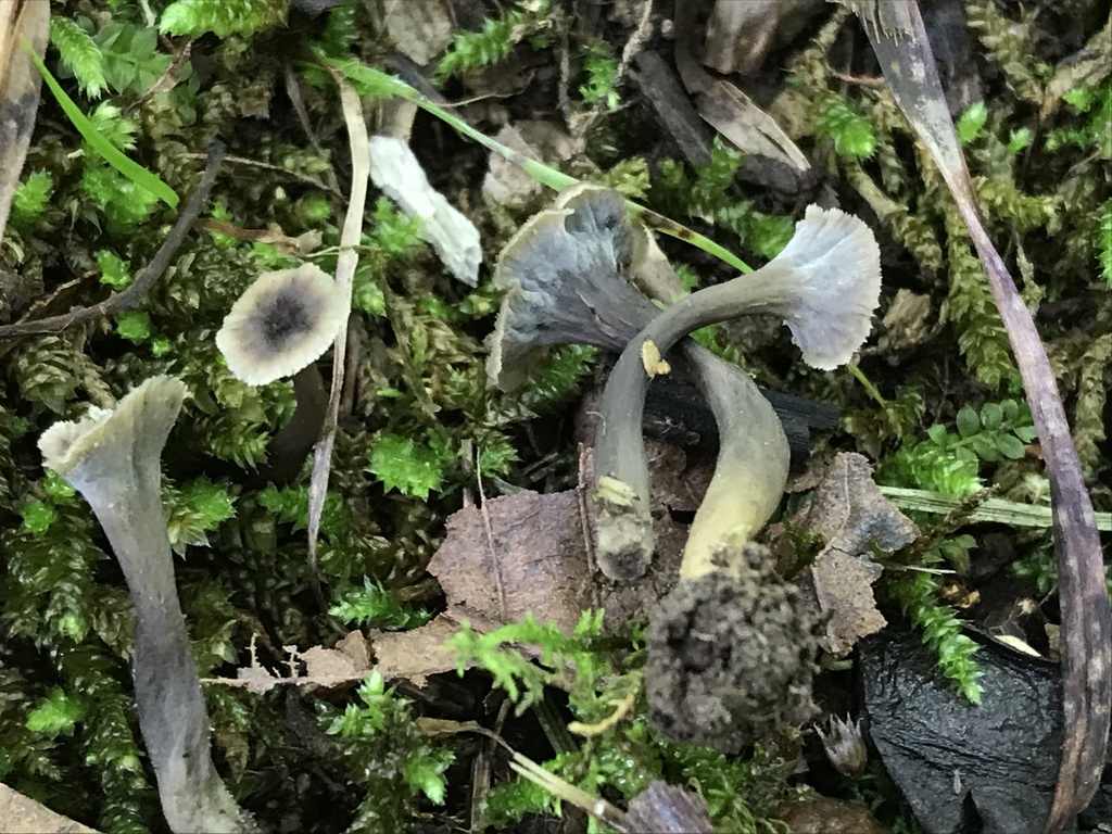 Craterellus calyculus from Albert Johnson Rd, Nashville, IN, US on June ...