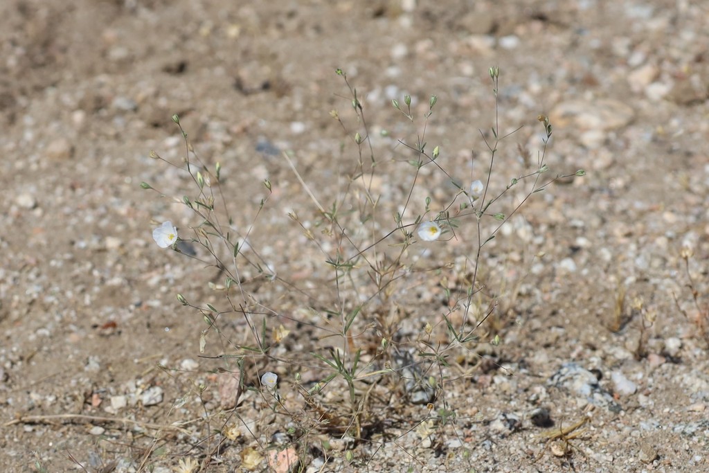 Flax-flowered Linanthus from Los Angeles County, CA, USA on June 3 ...