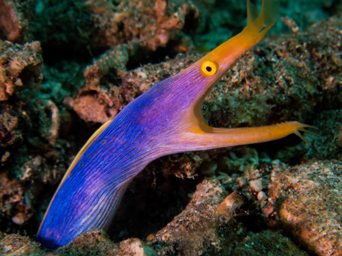 ratite's Favorites · iNaturalist Australia