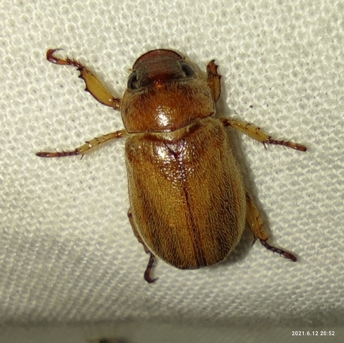 Adoretus ludmillae · iNaturalist