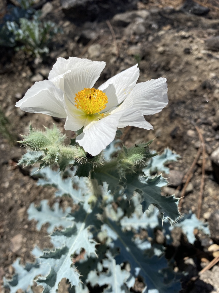 flatbud prickly poppy from San Bernardino County, US-CA, US on June 13 ...