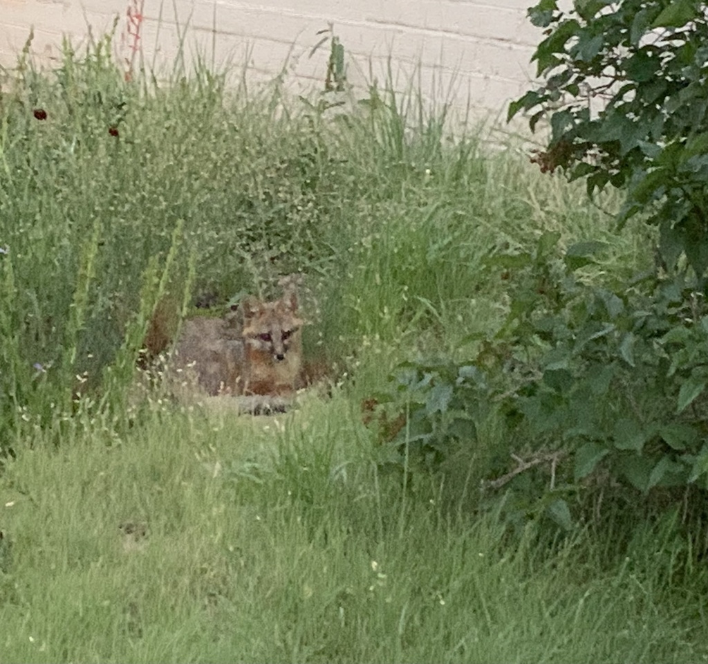 Gray Fox from Wellesley Dr SE, Albuquerque, NM, US on June 13, 2021 at ...