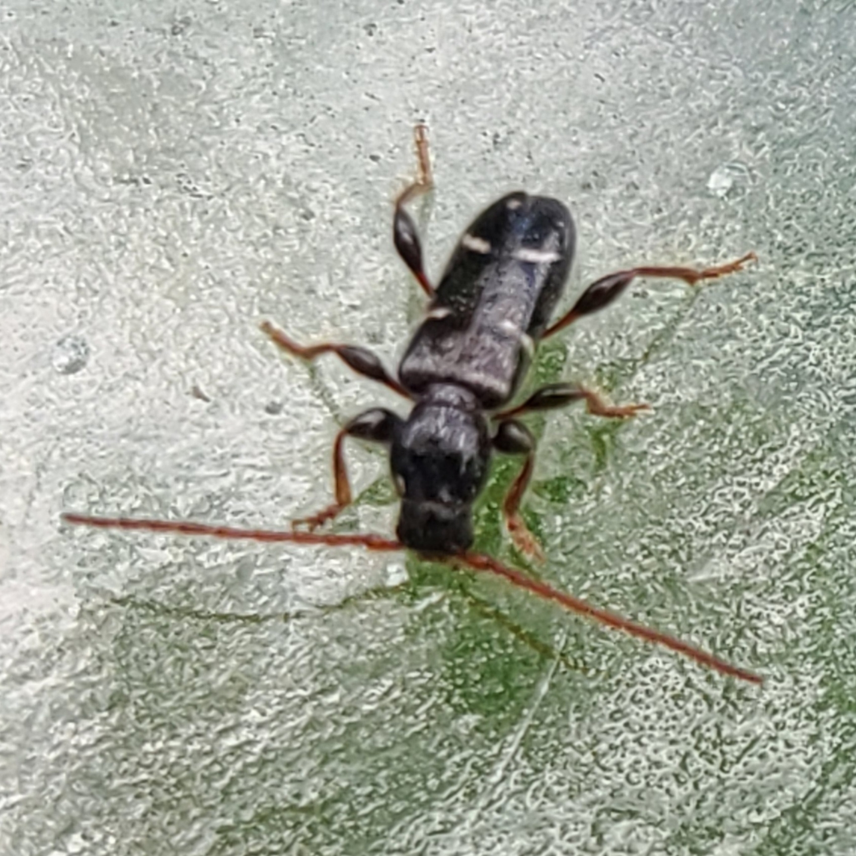 Phymatodes nitidus LeConte, 1874