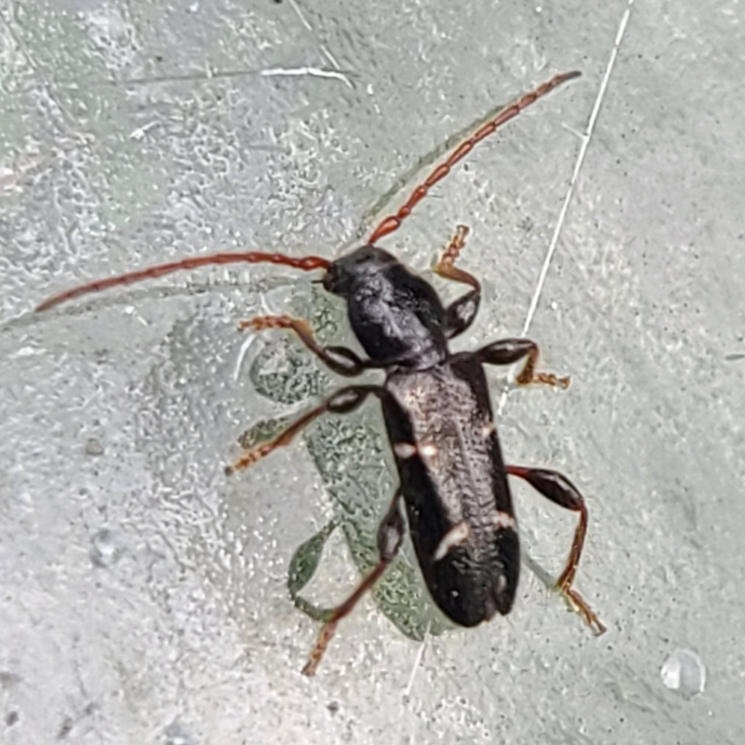 Phymatodes nitidus LeConte, 1874