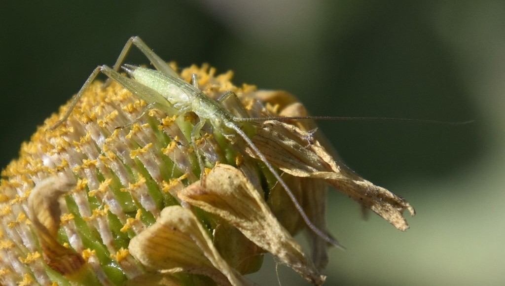 Common Tree Crickets from Ventura, CA, USA on June 13, 2021 at 05:04 PM ...