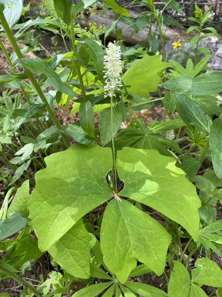 vanilla leaf from Okanogan-Wenatchee National Forest, Cashmere, WA, US ...