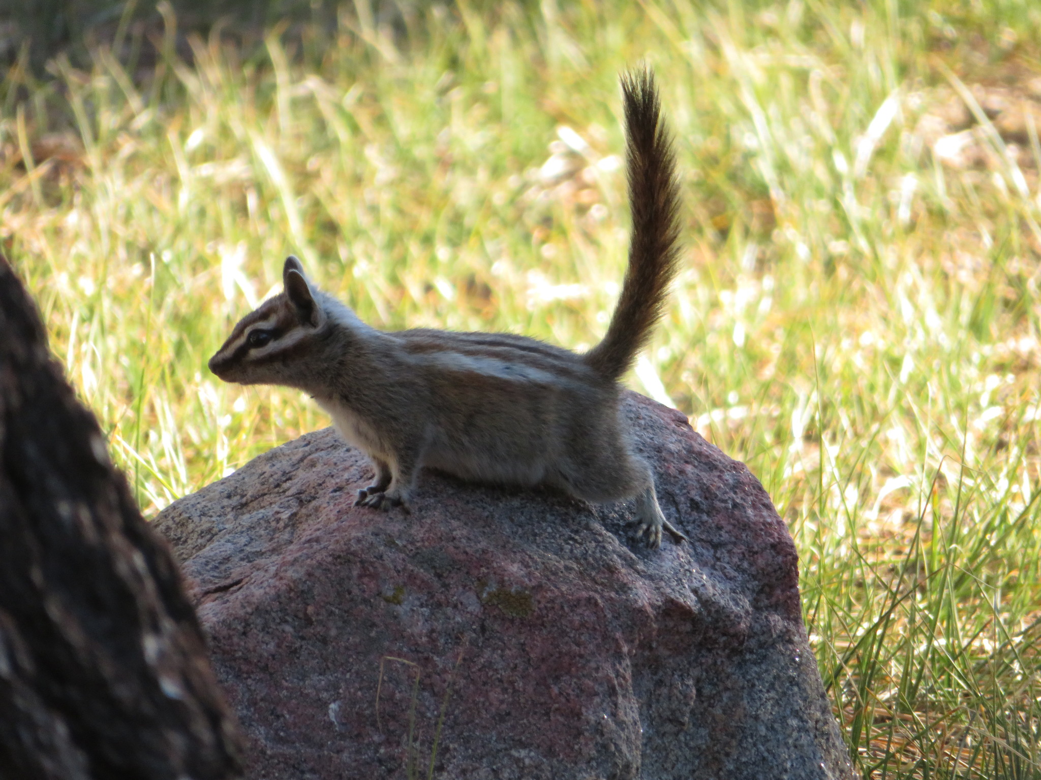 Tamias speciosus Merriam, 1890