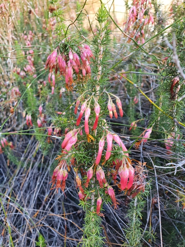 Red Heath from Zoo Ridge, near Op die Berg, WC, South Africa on June 13 ...
