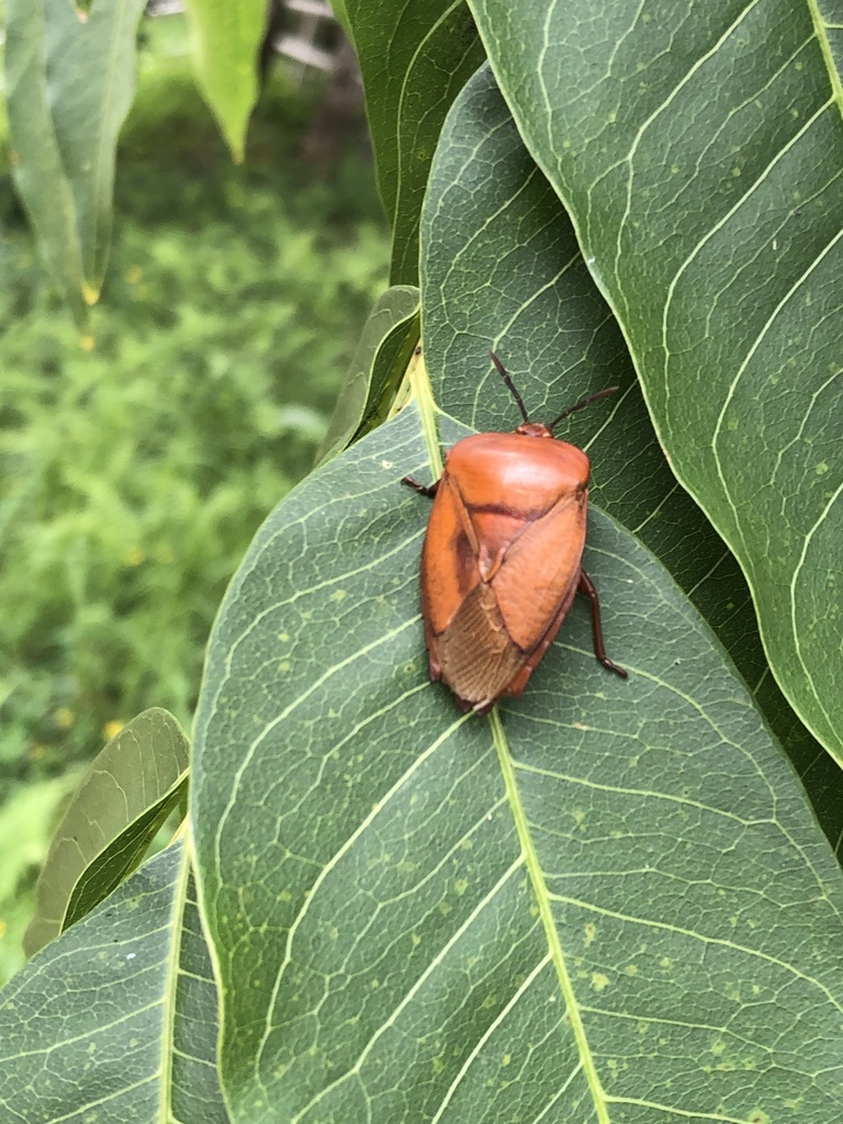 Lychee Stink Bug from 香港中文大學, 馬料水, 新界, HK on June 14, 2021 at 12:04 PM ...