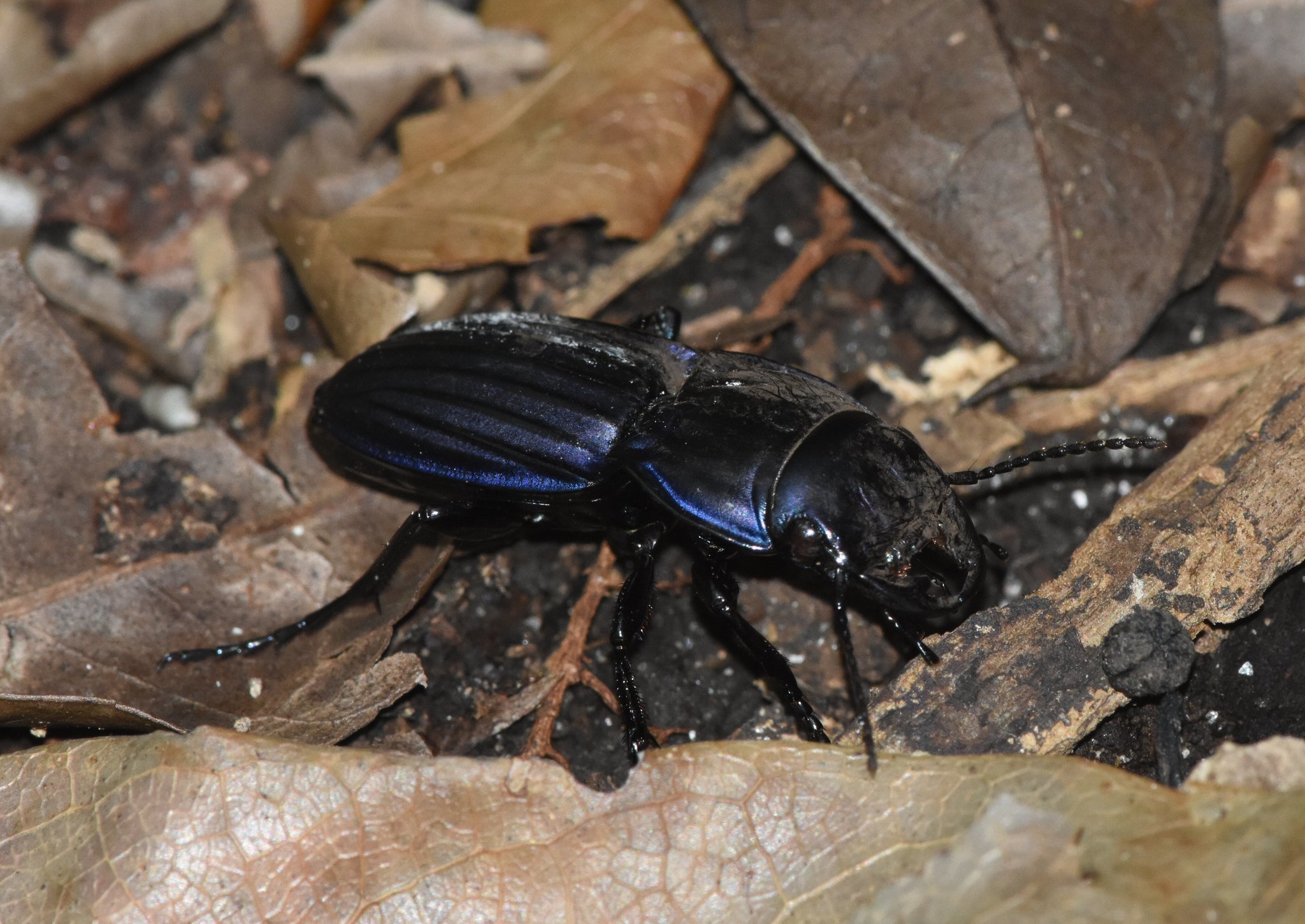 Pasimachus marginatus (Fabricius, 1787)