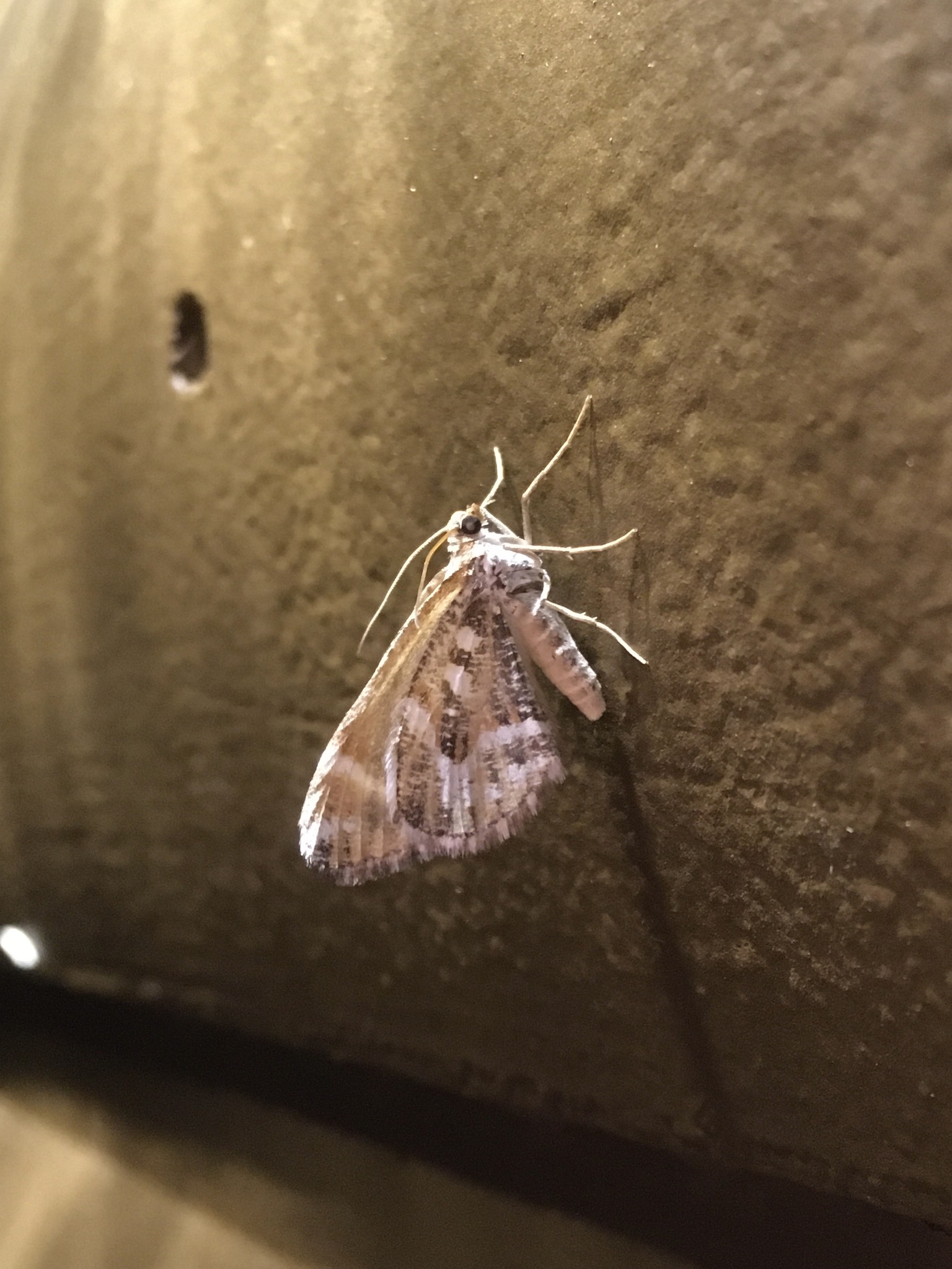 Stamnodes marmorata (Packard, 1871)