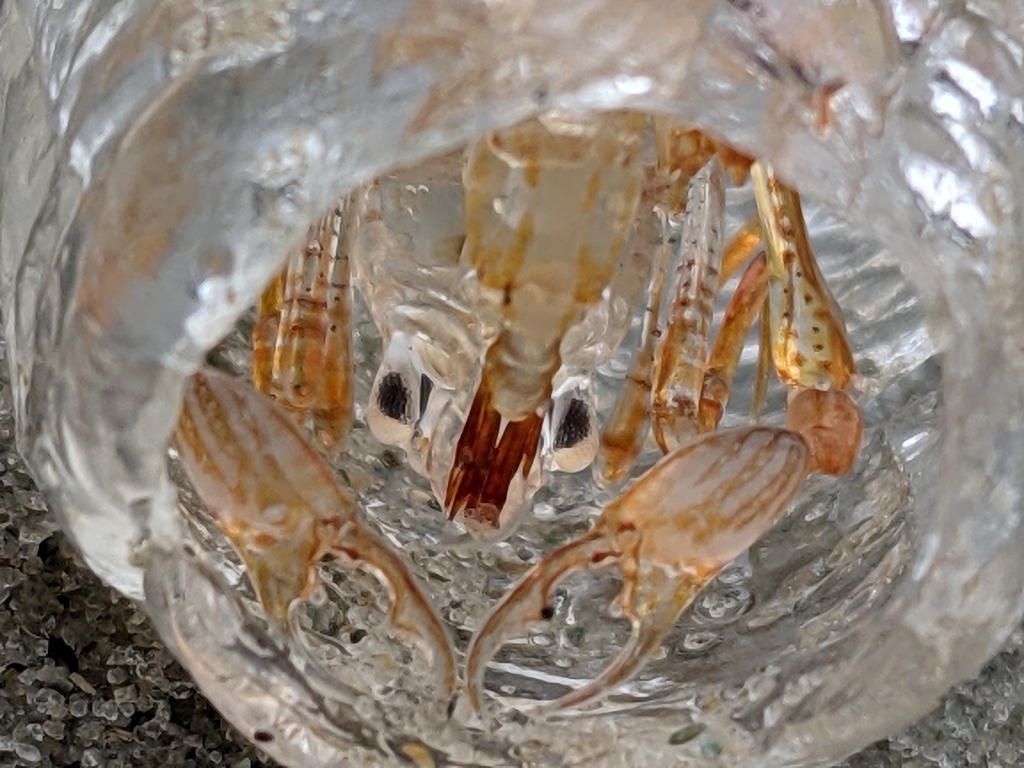 parasitic hyperiid amphipod from Long Beach 9081, New Zealand on June ...