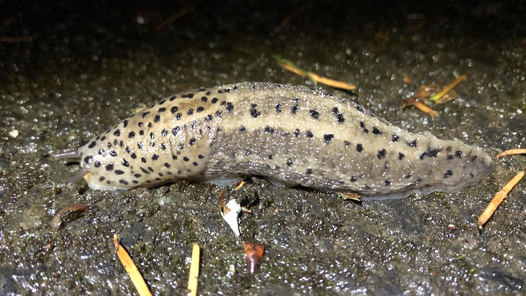 Leopard Slug from SE River Rd, Portland, OR, US on June 13, 2021 at 10:05 PM by nmoorhatch ...