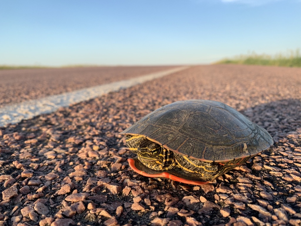 Western Painted Turtle from US-18, Fairfax, SD, US on June 13, 2021 at ...