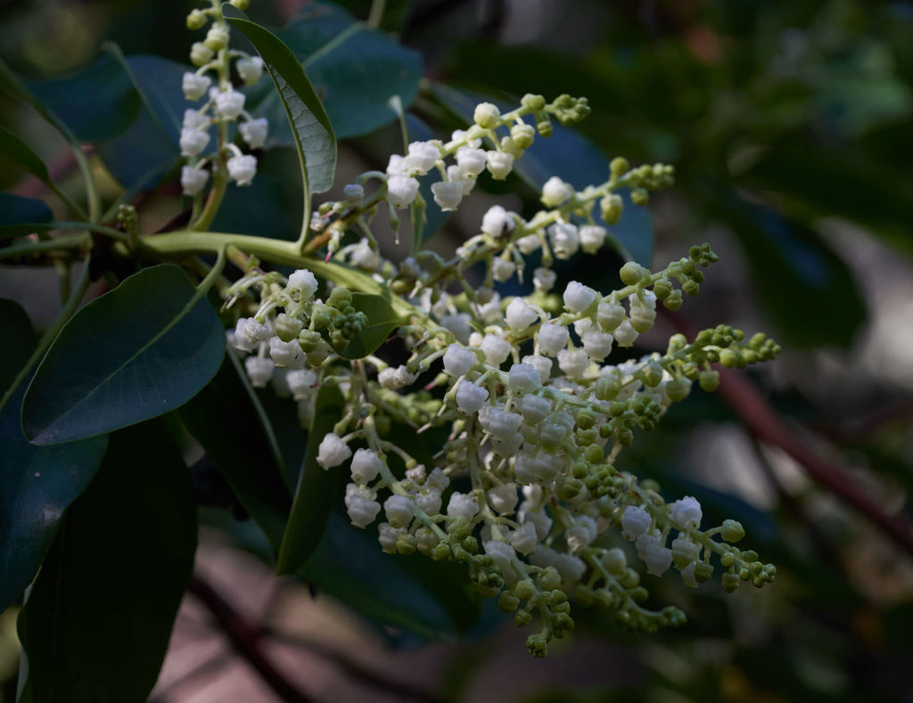 Pacific madrone (Handbook for the Native Trees of Oregon) · iNaturalist