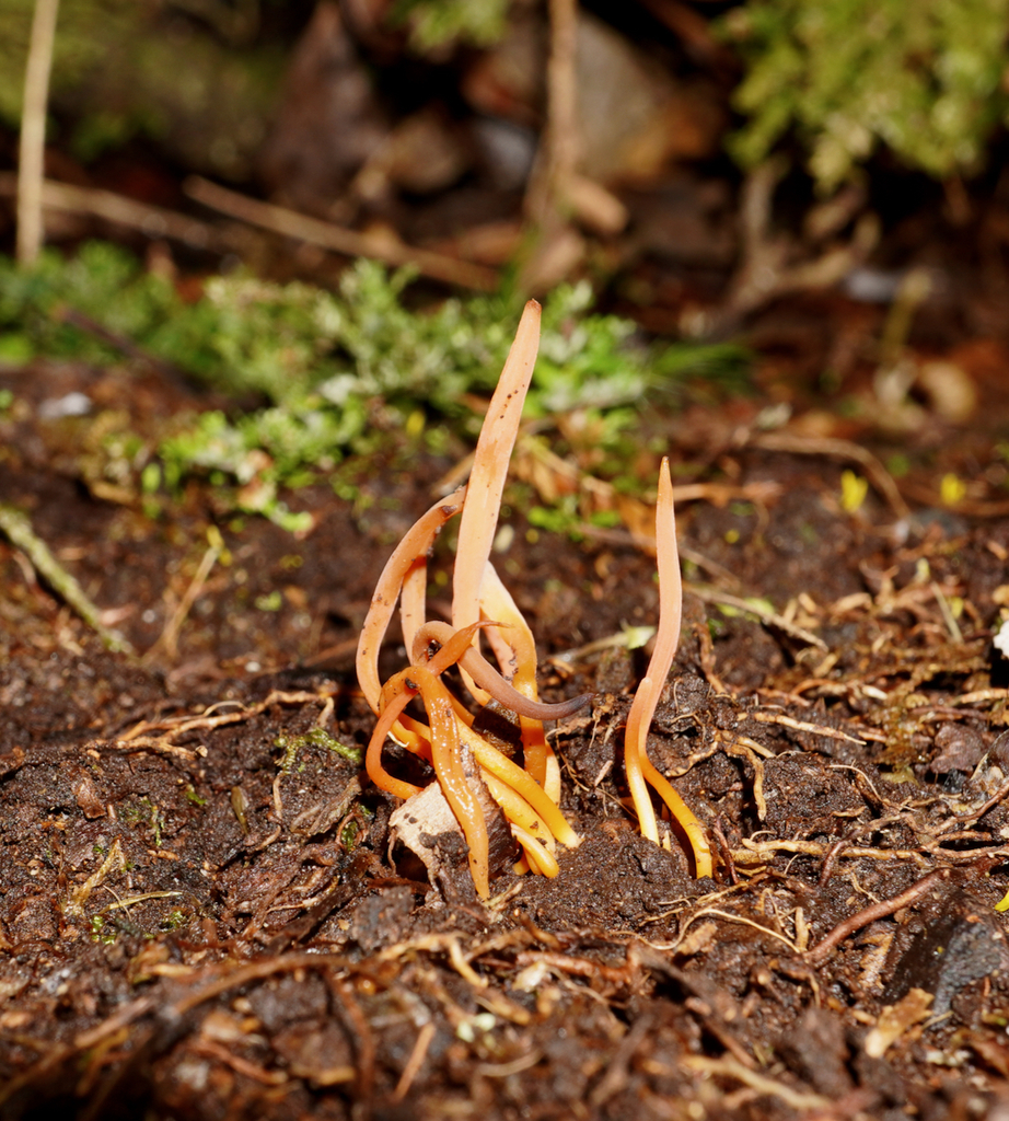 antler and spindle fungi from Waituhi, Ngapuke, New Zealand on June 11 ...