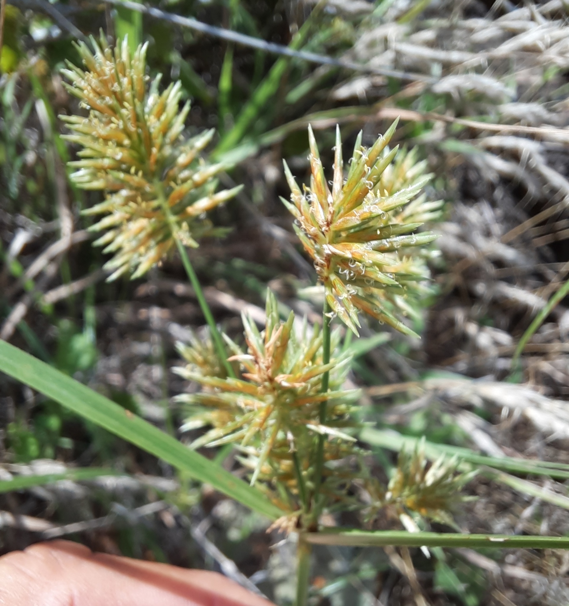 Cyperus retroflexus Buckley