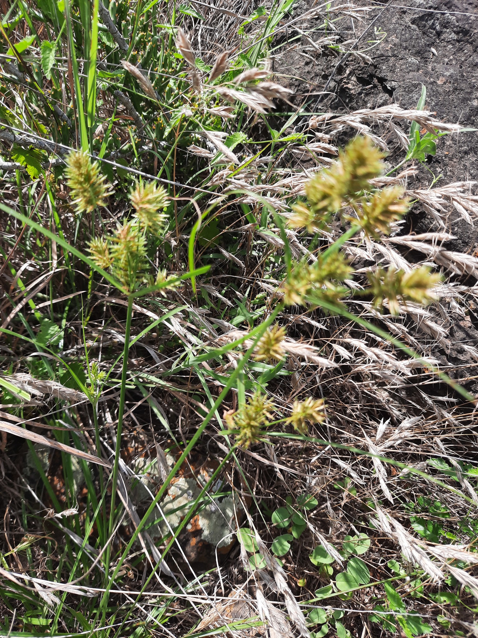 Cyperus retroflexus Buckley