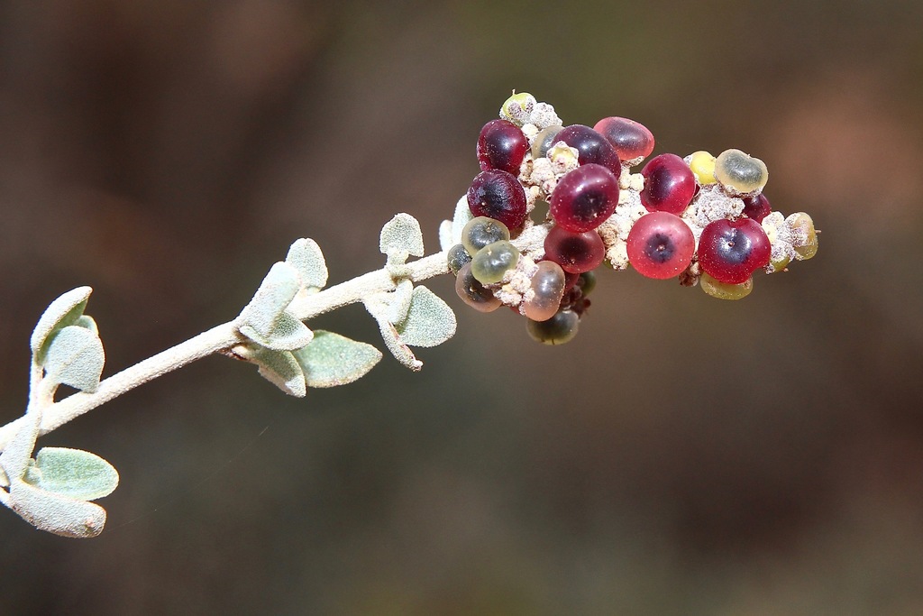 Hedge Salt-bush from Cardross VIC 3496, Australia on June 14, 2021 at ...