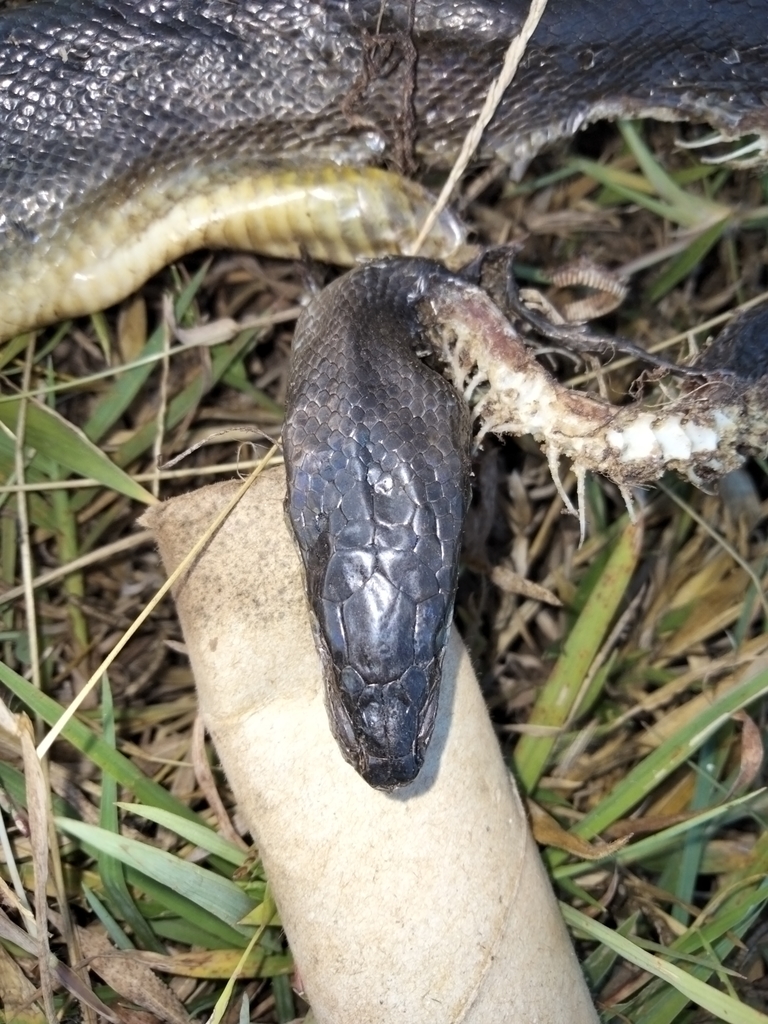 Water Python from PMB 66, Gunbalanya NT 0822, Australia on June 14 ...