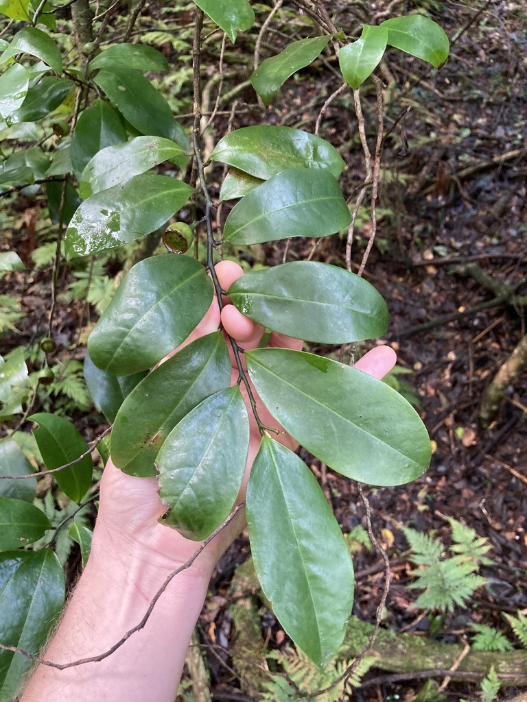 Bolwarra from Murrah State Forest, Cuttagee, NSW, AU on June 14, 2021 ...